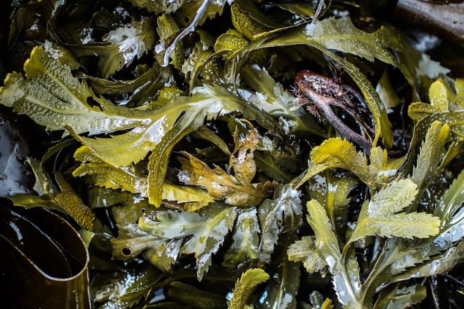 Top 5 Benefits of a Seaweed Bath | Clandeboye Lodge Hotel